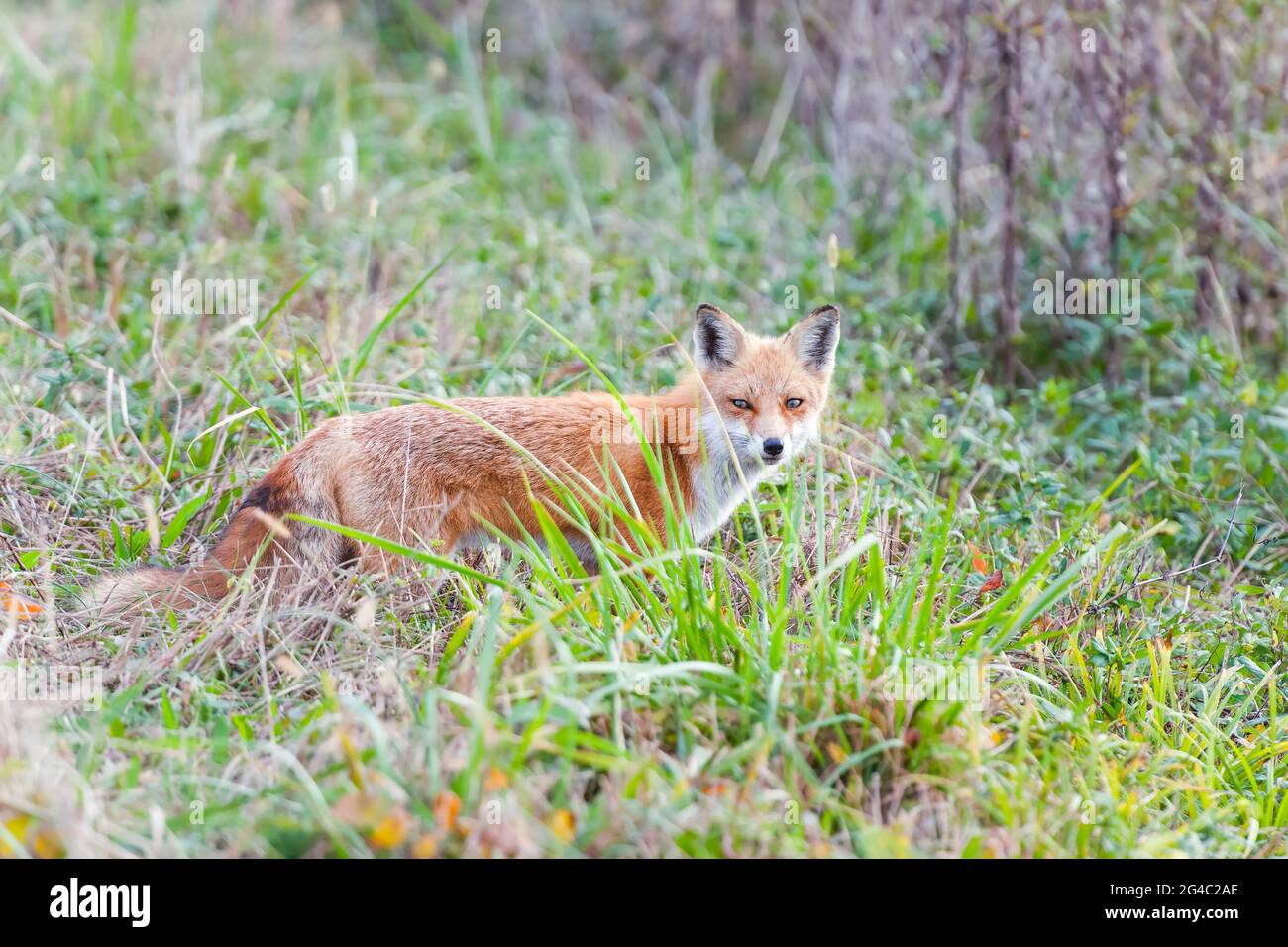 Red Fox (Vulpes vulpes) posing in the grass. Bombay Hook National ...