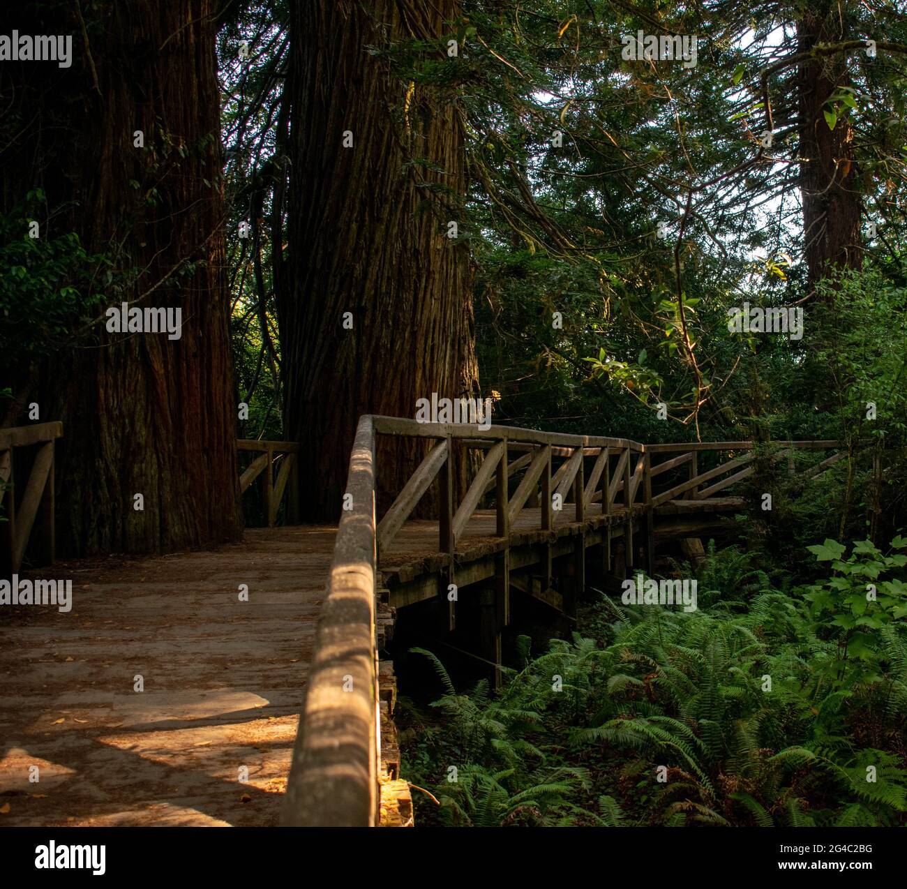 Path in the redwoods Stock Photo - Alamy