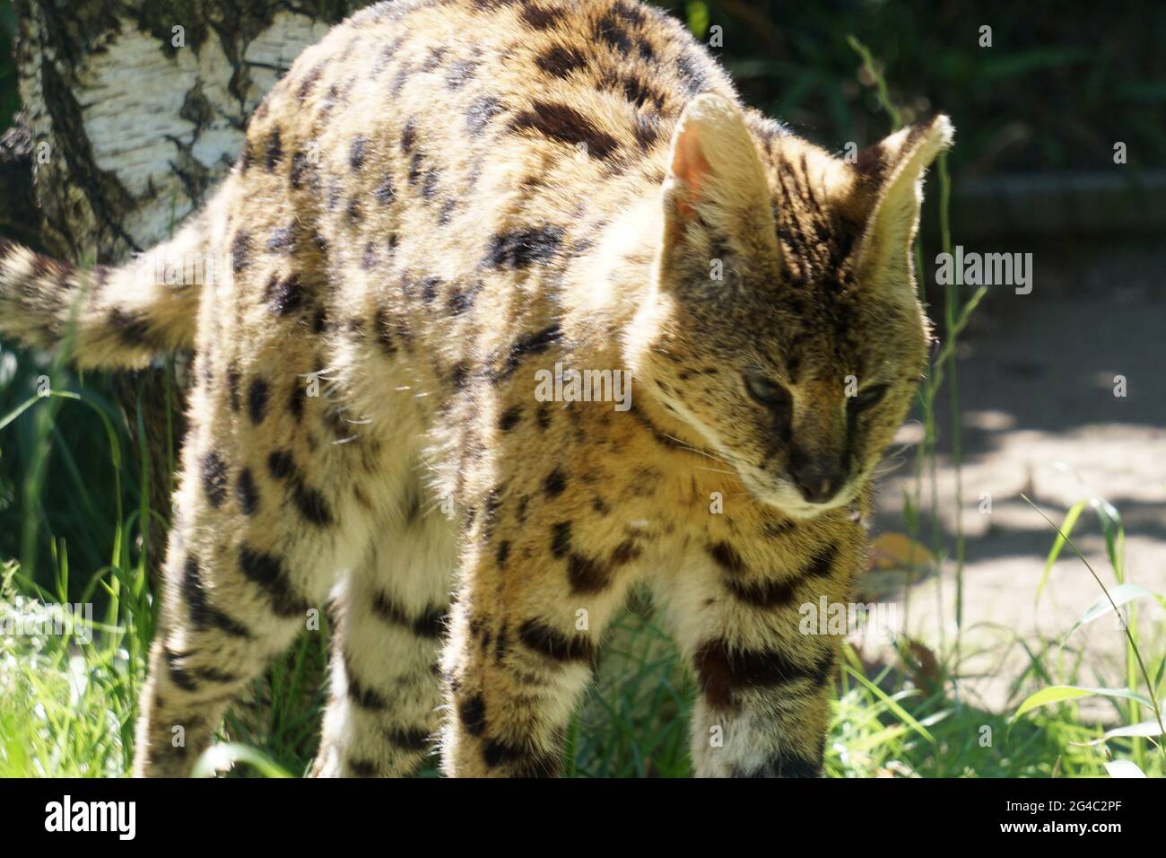 a closeup of a yellow serval cub with black spots walking in a green ...