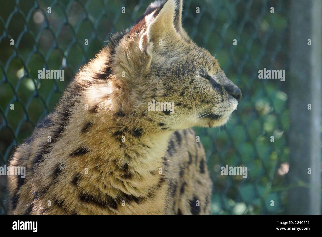 a closeup of a yellow serval cub with black spots next to a barbed net ...