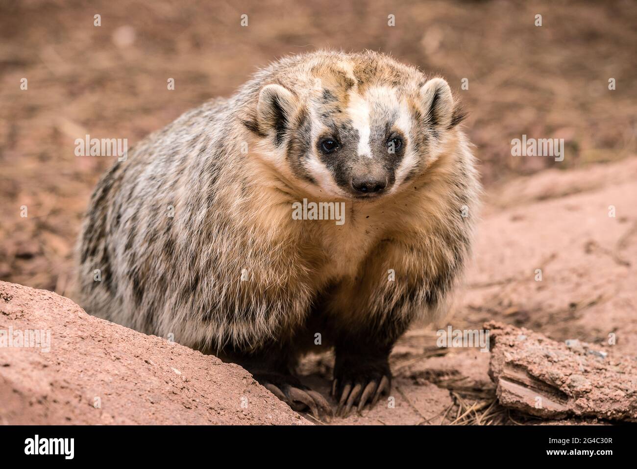 A portrait of a Badger Stock Photo - Alamy