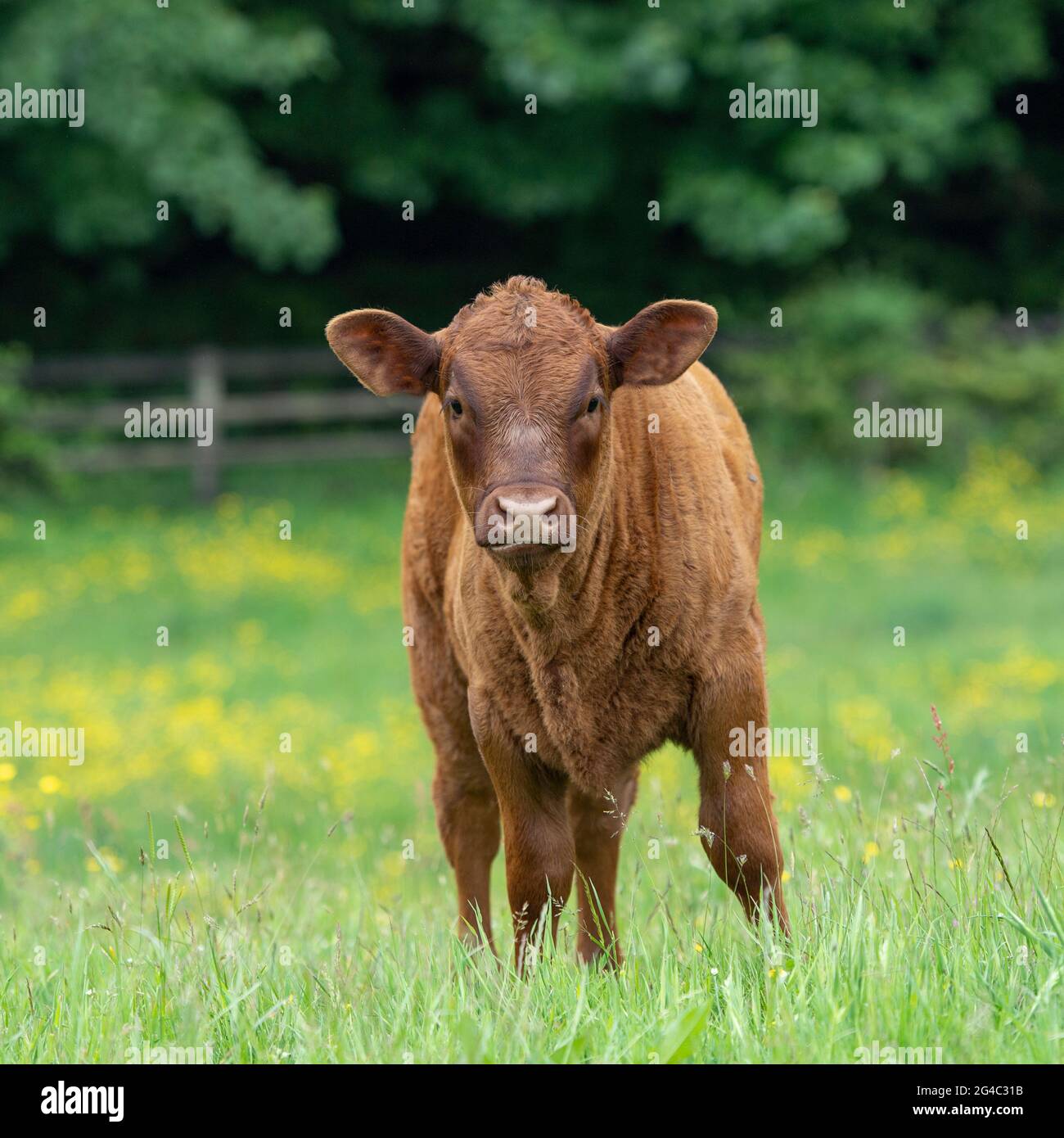 Ruby Devon calf in field Stock Photo - Alamy