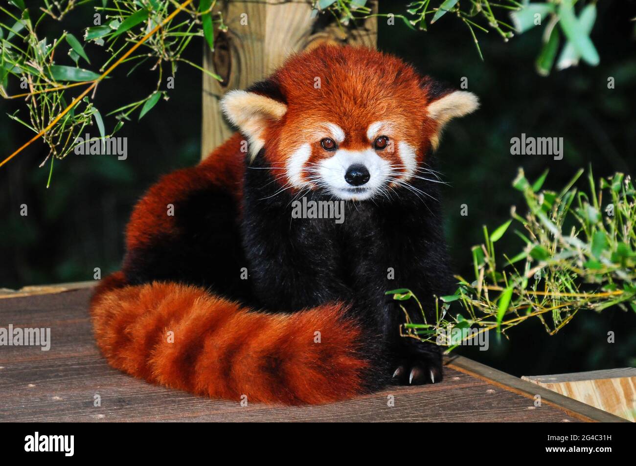A red Panda Stock Photo - Alamy