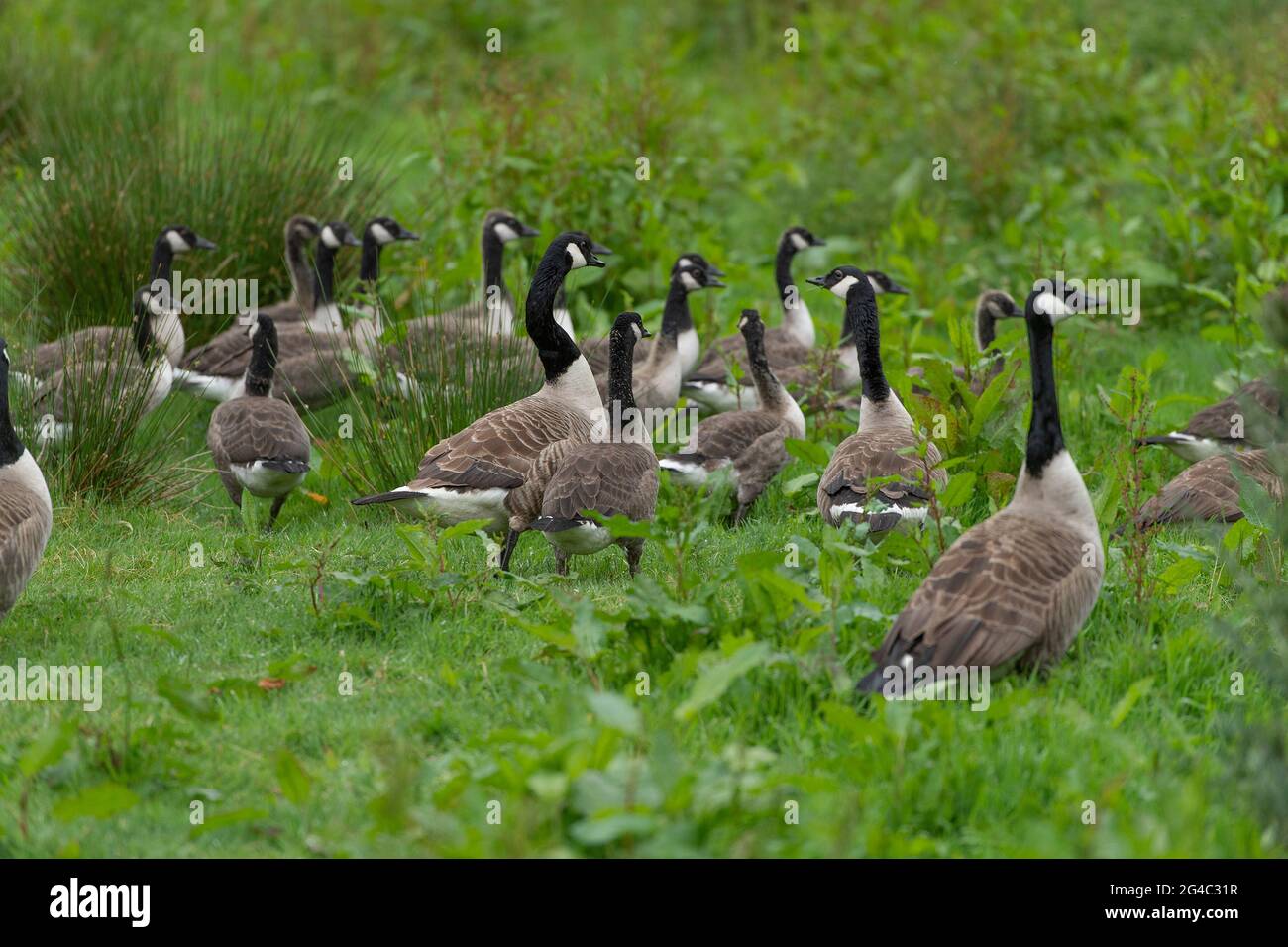 Full body back to camera hi-res stock photography and images - Alamy