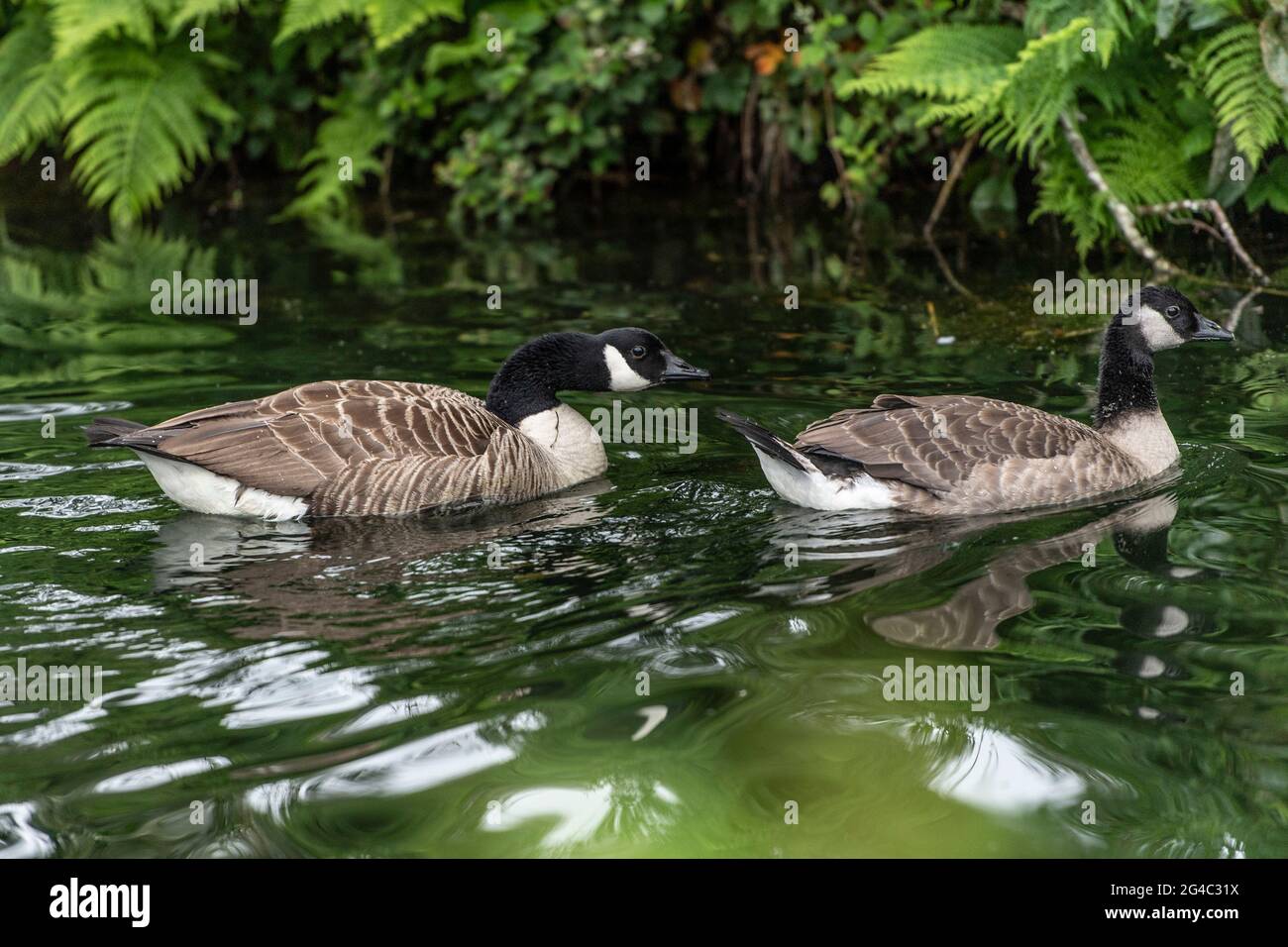 Front view canada goose hi-res stock photography and images - Alamy