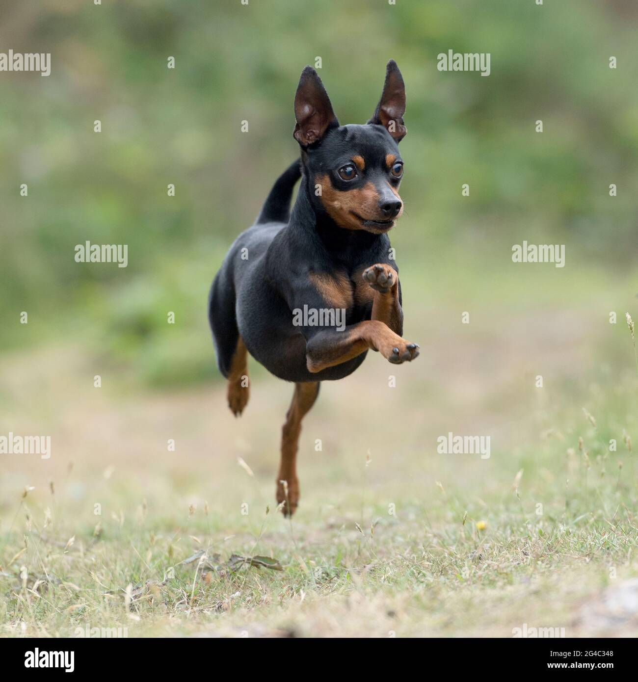 Leaping to camera hi-res stock photography and images - Alamy