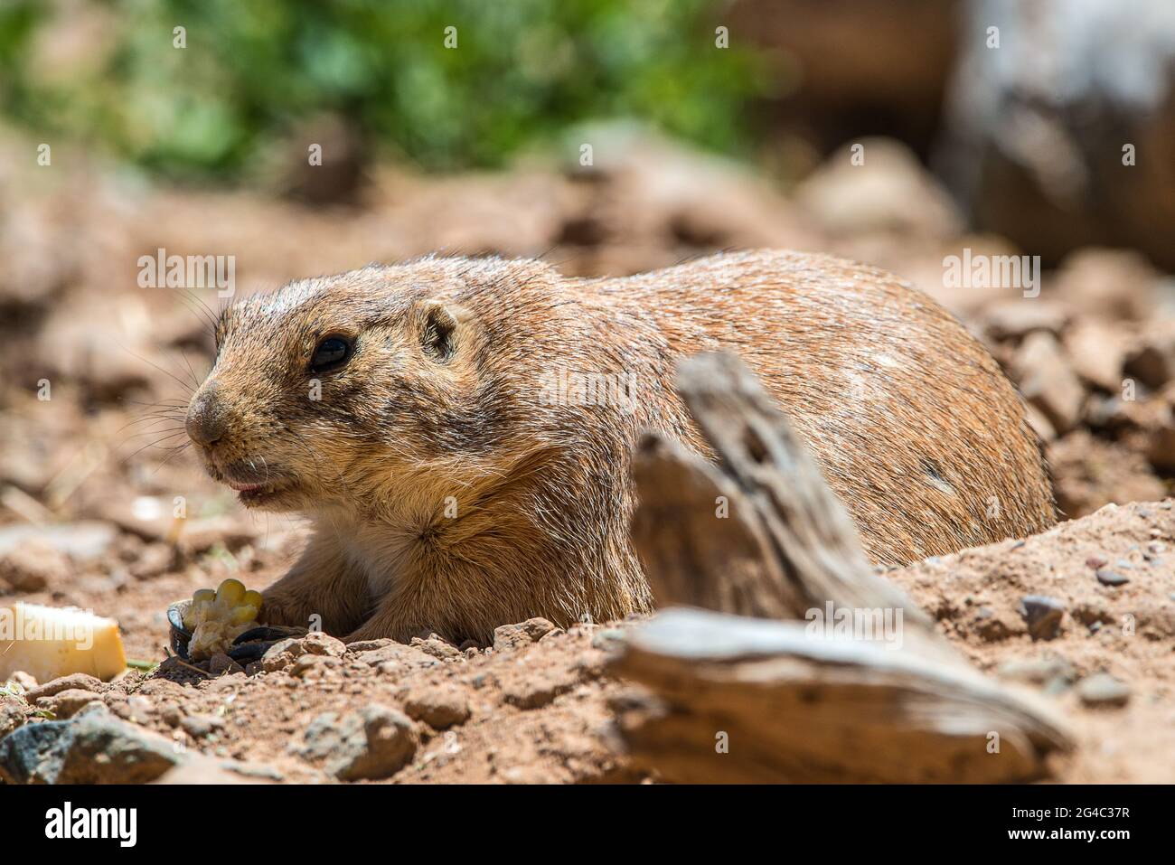 Fat prairie dog hi-res stock photography and images - Alamy