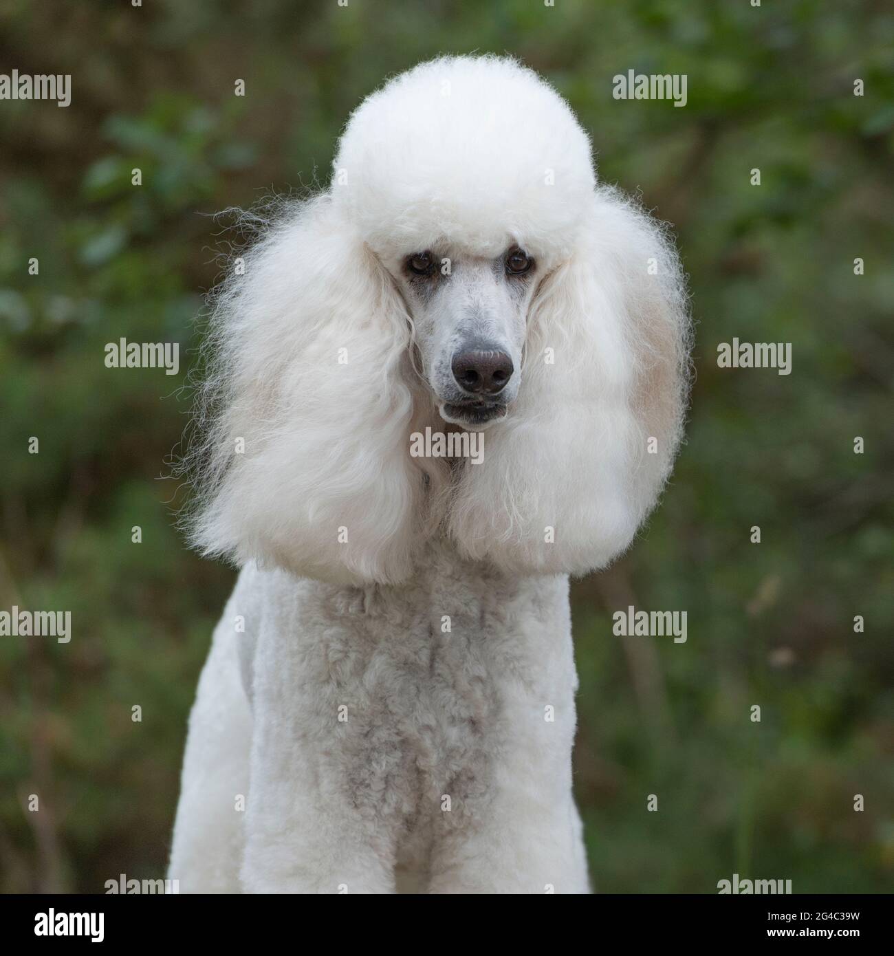 Standard Poodle Dog Stock Photo - Alamy
