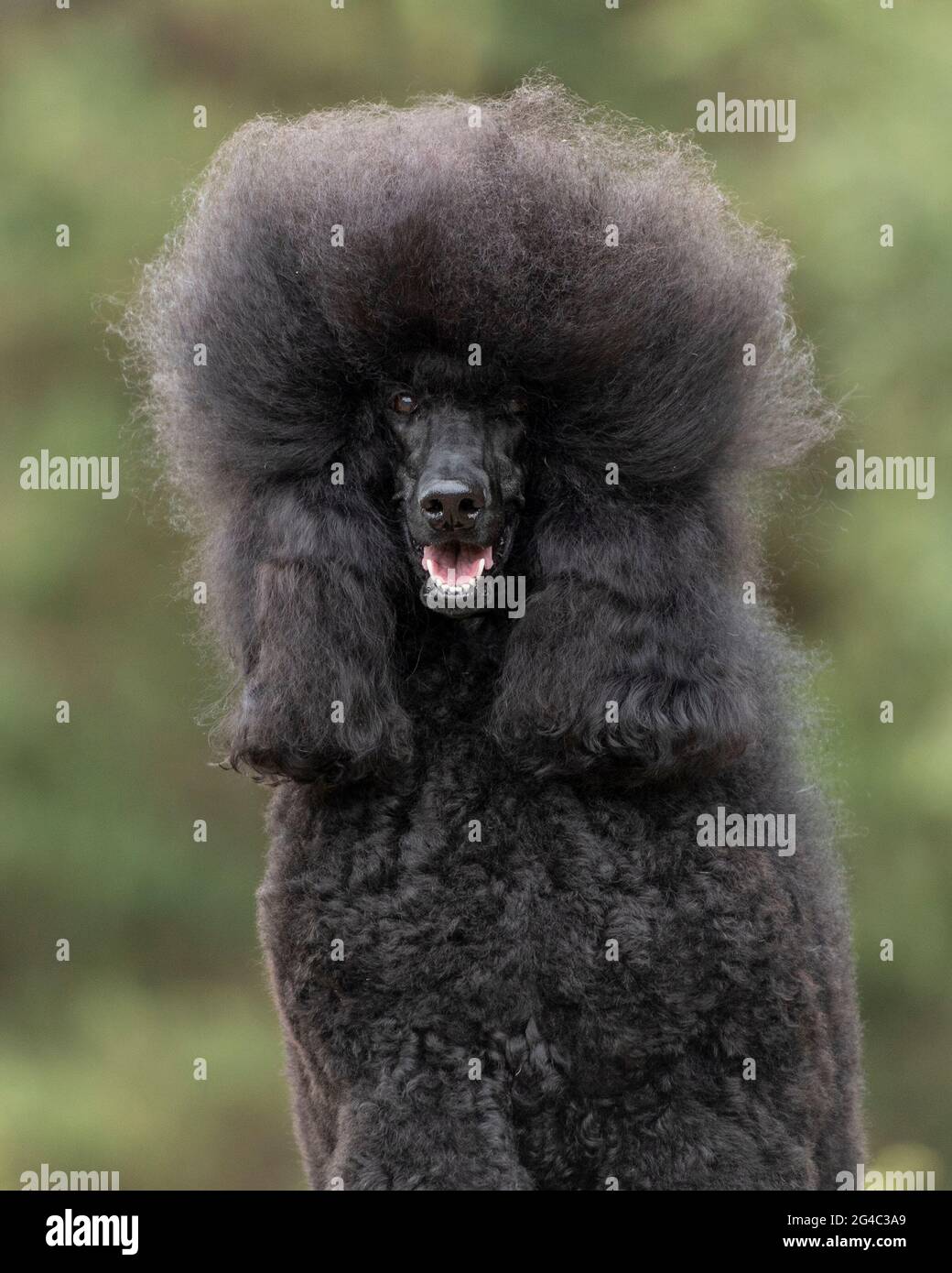 Standard Poodle Dog Stock Photo - Alamy