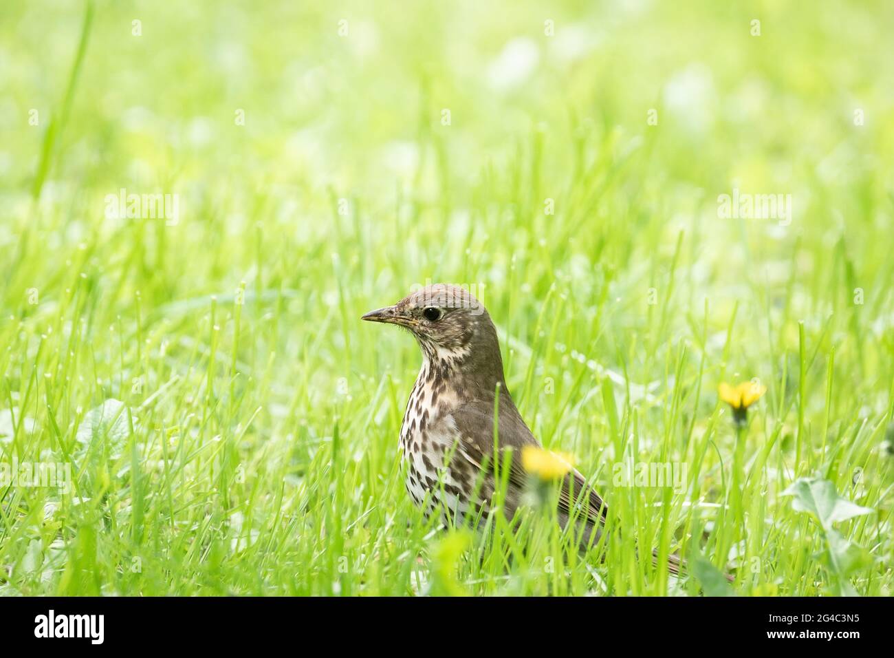 The fieldfare (Turdus pilaris) Large species of thrush with white ...