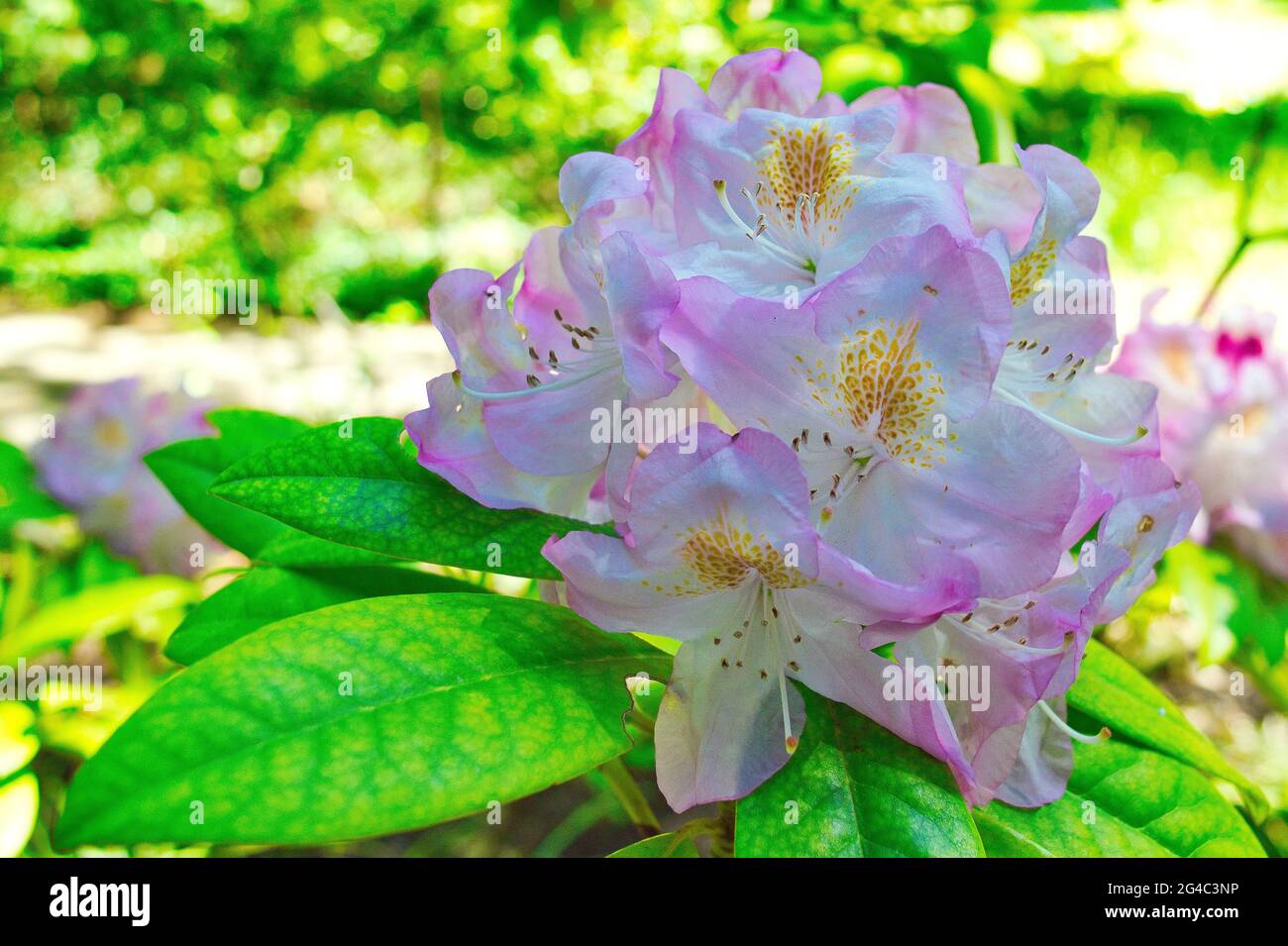 Laurel flowers hi-res stock photography and images - Alamy