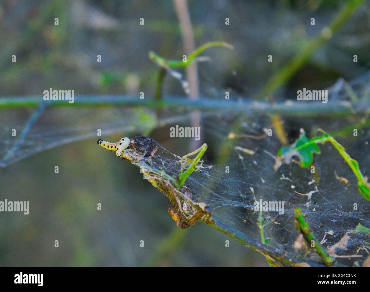 Dragonfly and spiderweb hi-res stock photography and images - Alamy