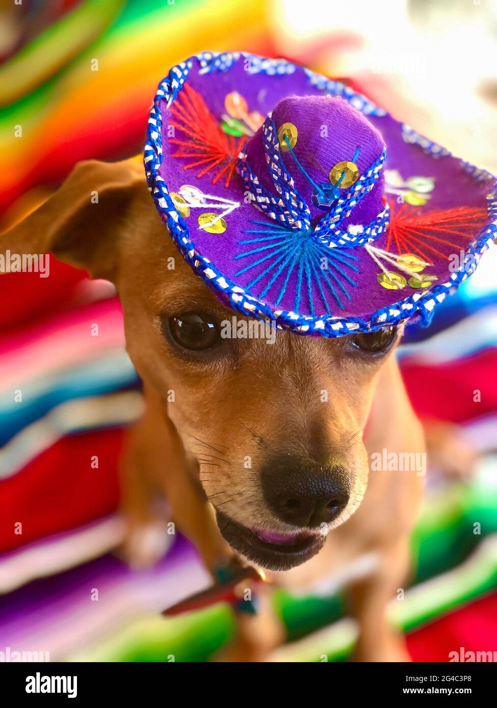 Chihuahua and Dachshund mix dog otherwise known as a Chiweenie wearing ...