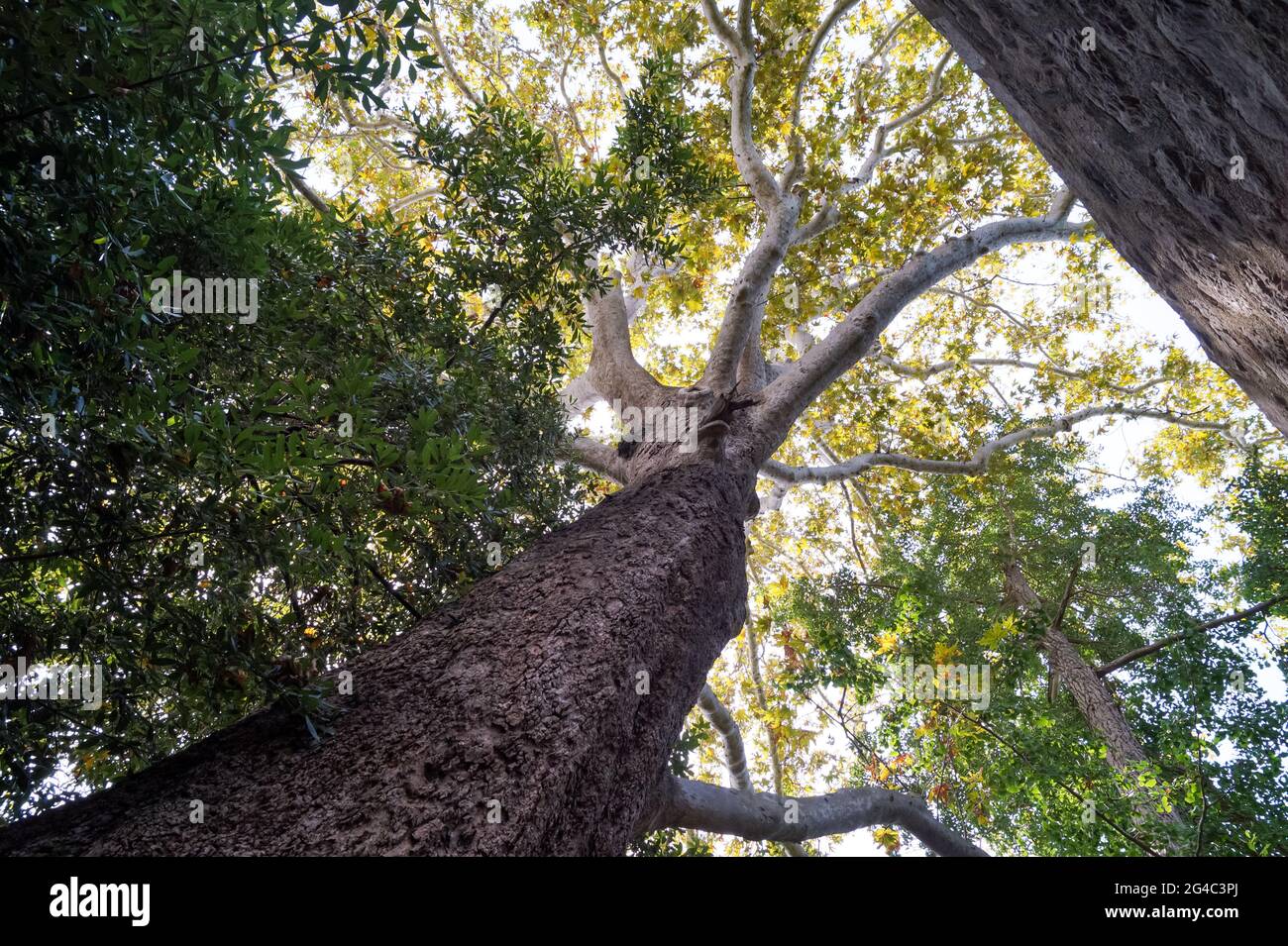 Huge old tree, big branches and green leaves Stock Photo - Alamy