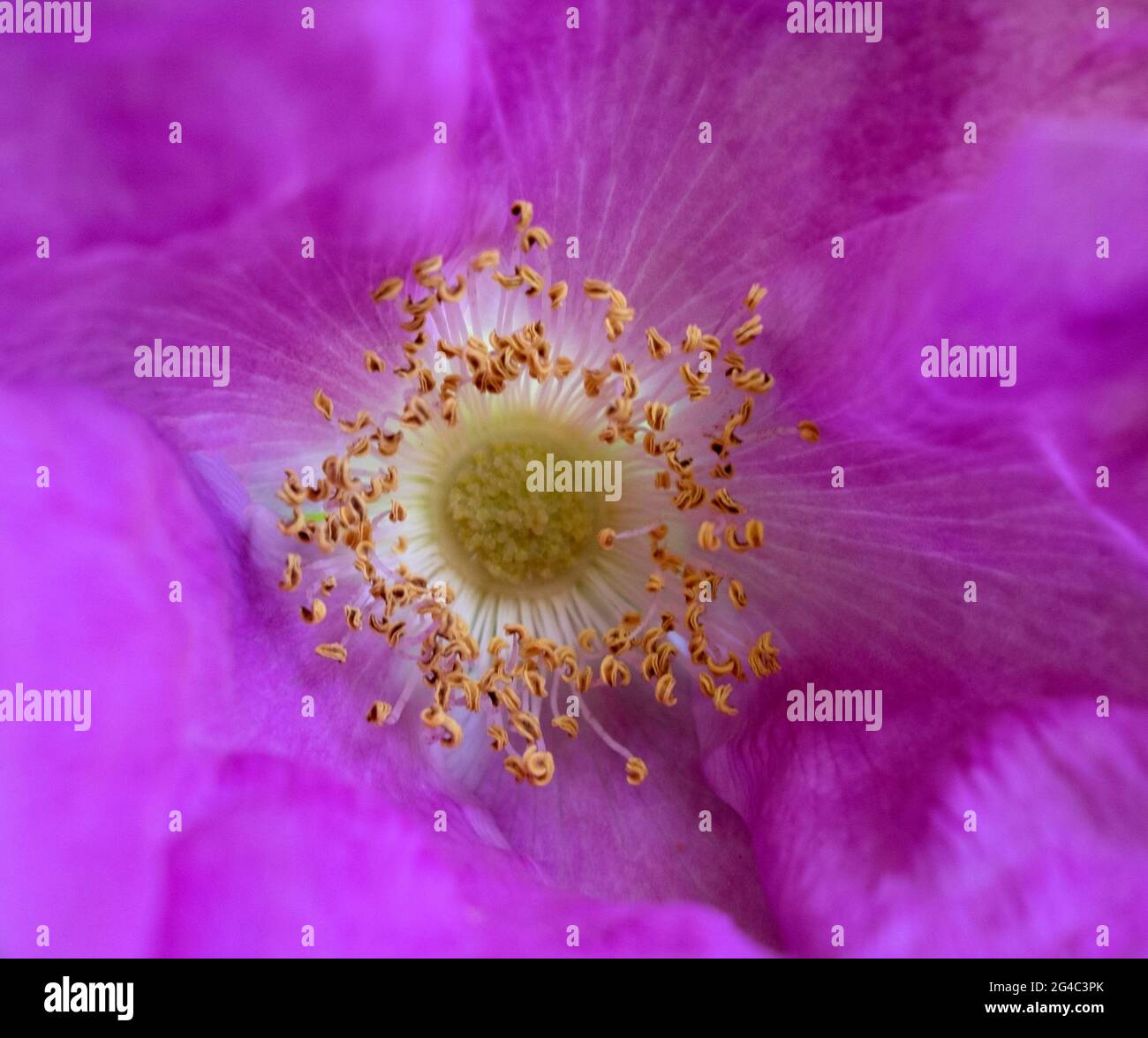Rose Stamens High Resolution Stock Photography and Images - Alamy