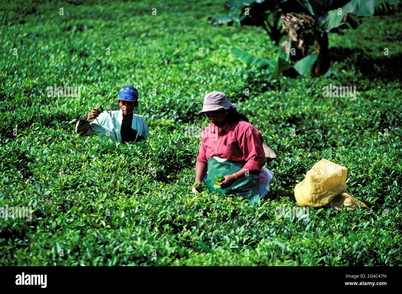 MAURITIUS. FLACQ DISTRICT. BOIS CHERI TEA FACTORY, ONE OF THE MAIN ...