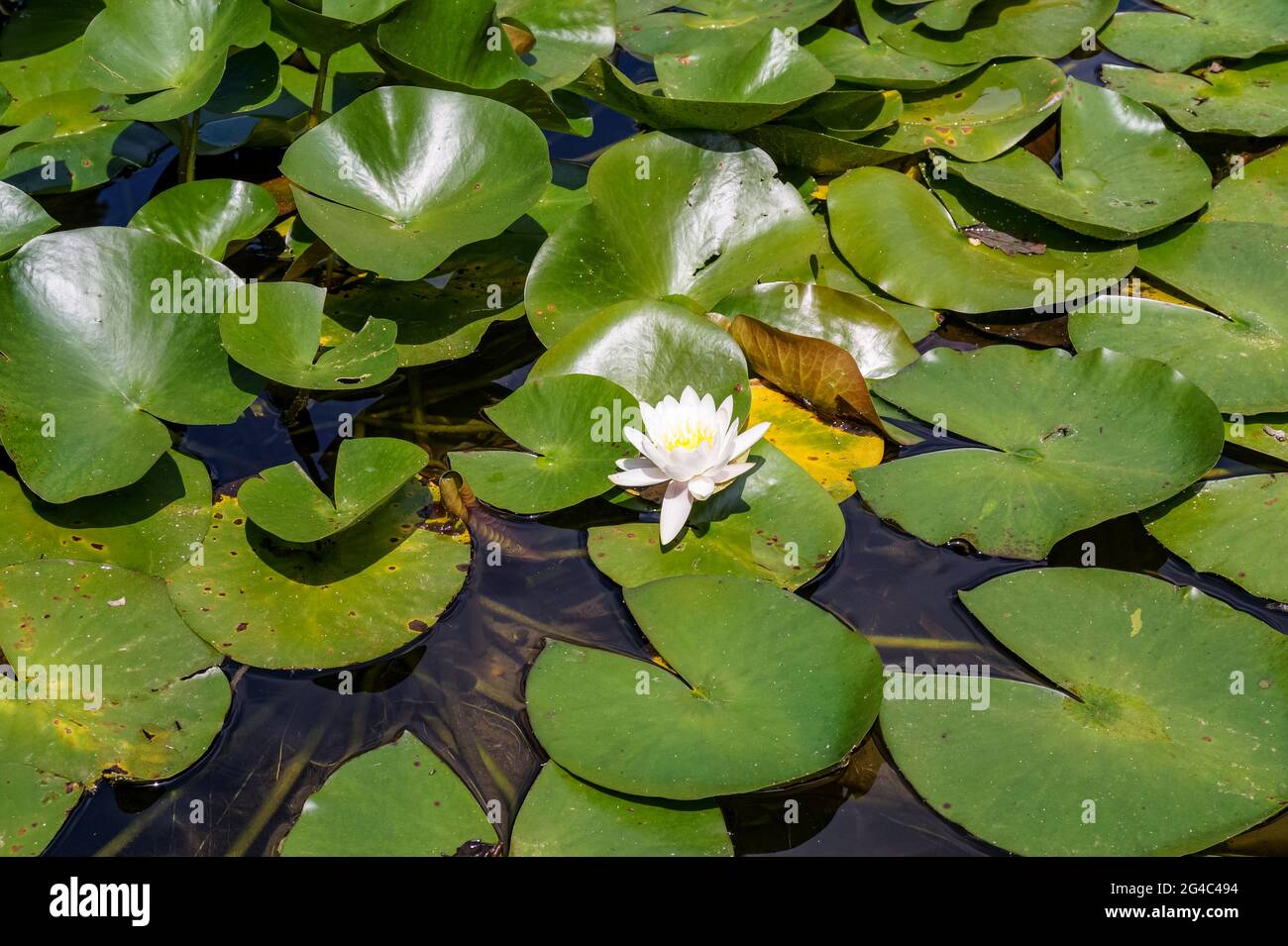 Nymphaea tetragona hi-res stock photography and images - Alamy