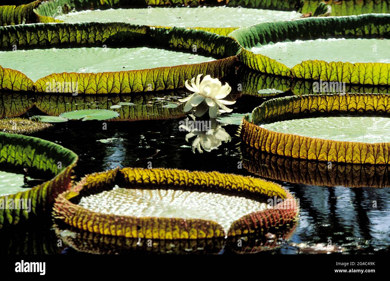 Jardin vegetal hi-res stock photography and images - Alamy