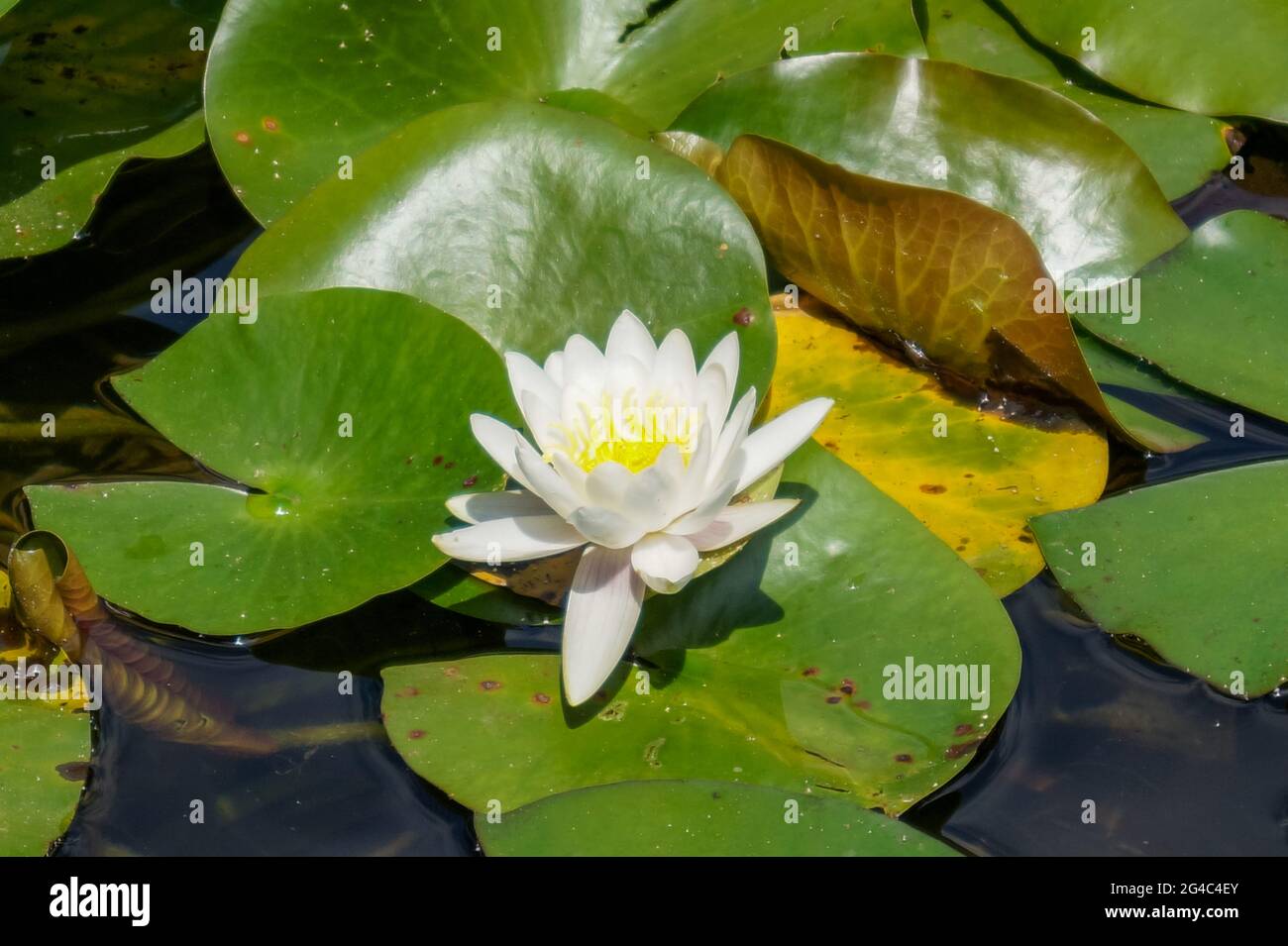 Nymphaea tetragona hi-res stock photography and images - Alamy