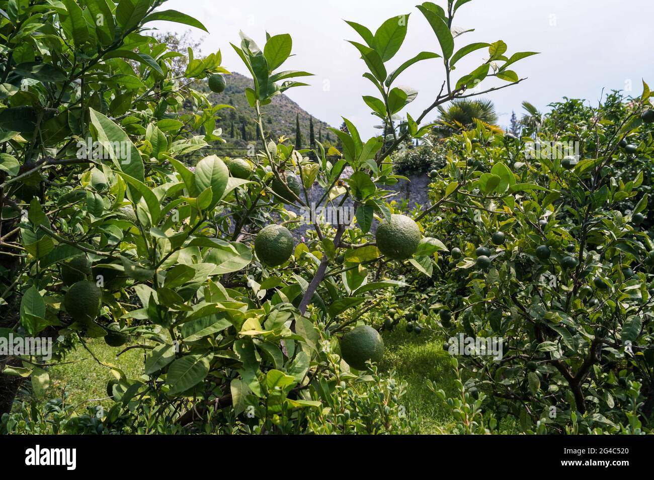 Branches citrus tree leaves hi-res stock photography and images - Alamy