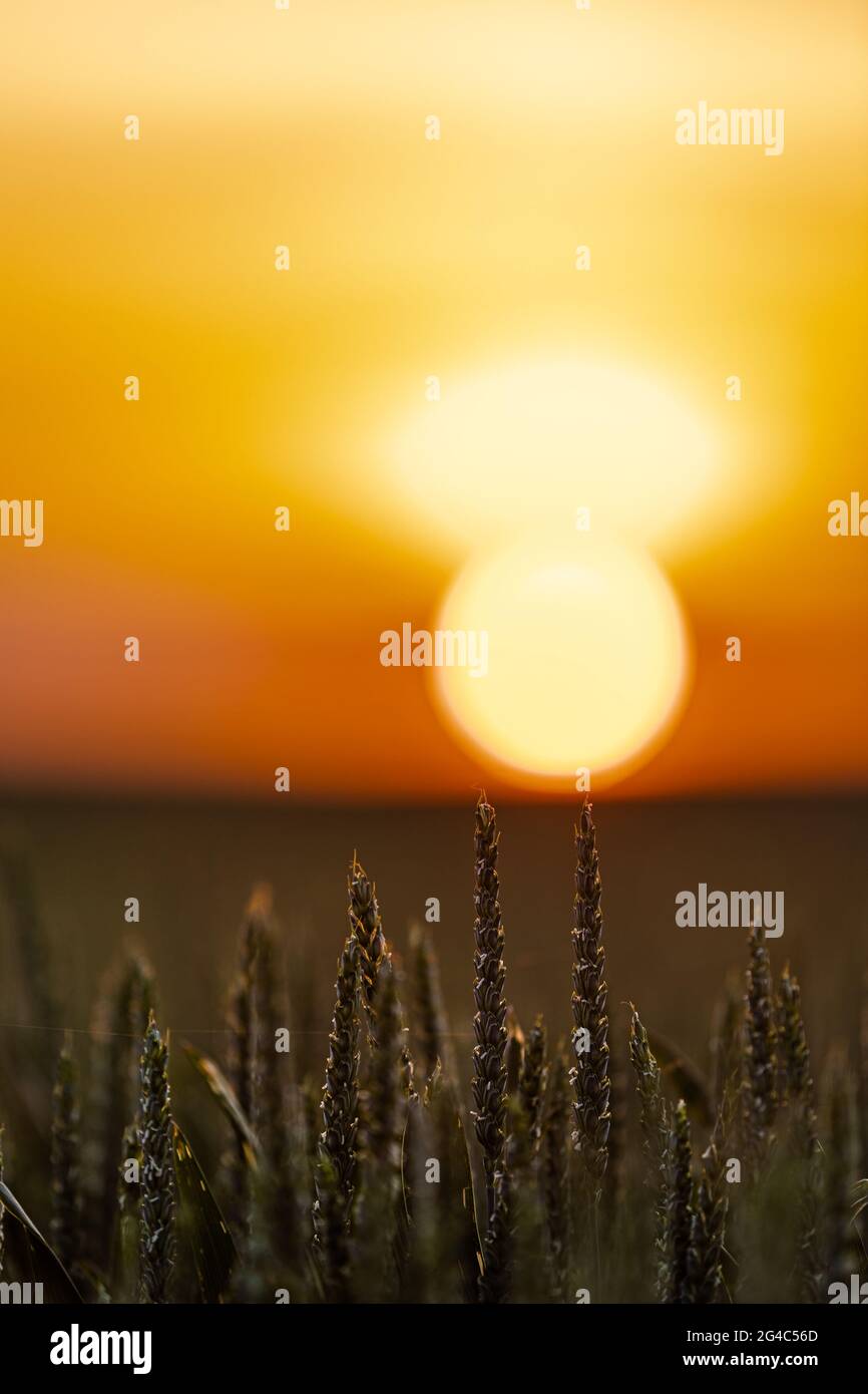 An impressive colored sunset above farmland which is cultivated with ...