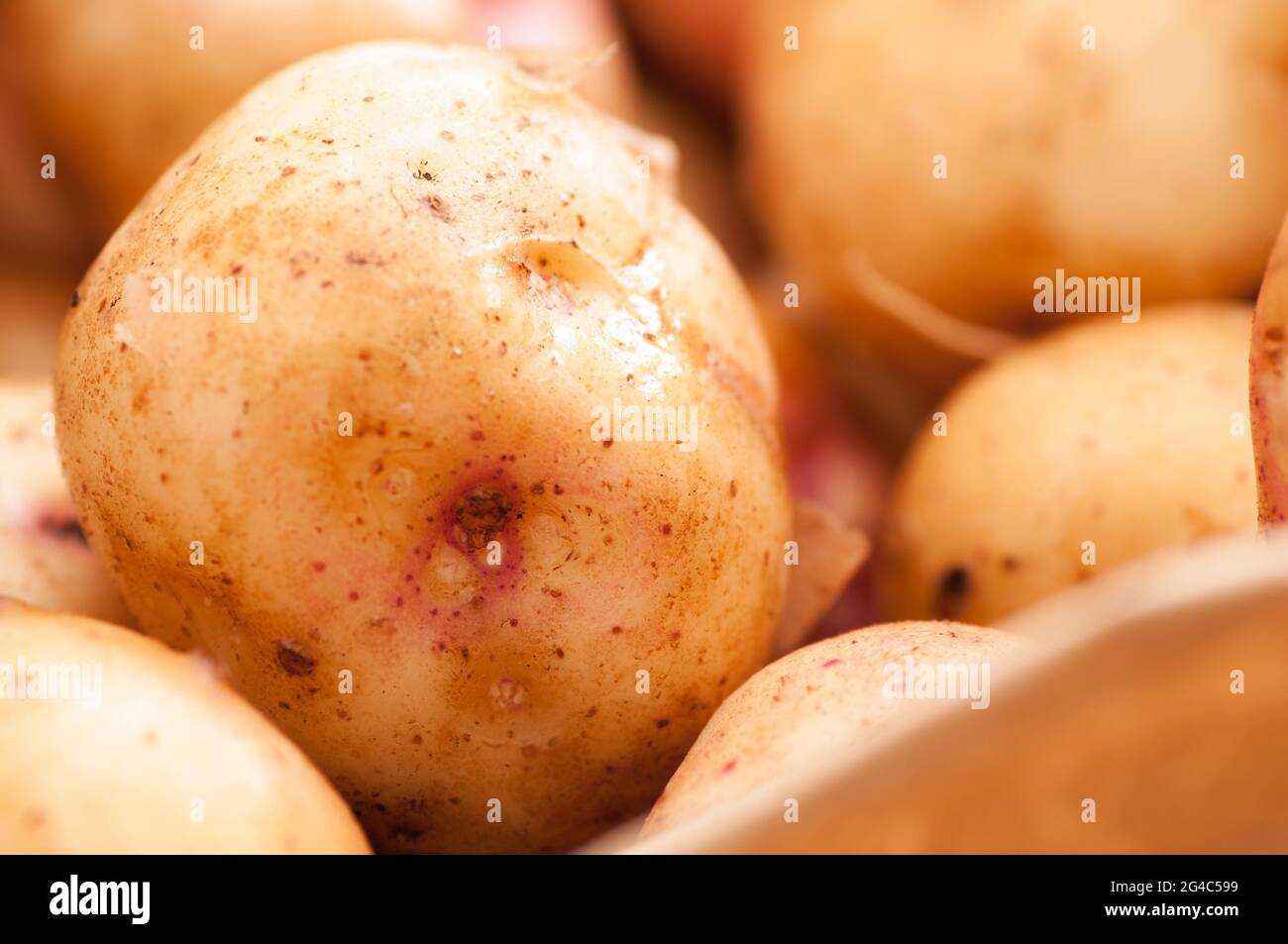 A closeup shot of farm-fresh potatoes in a bunch Stock Photo - Alamy