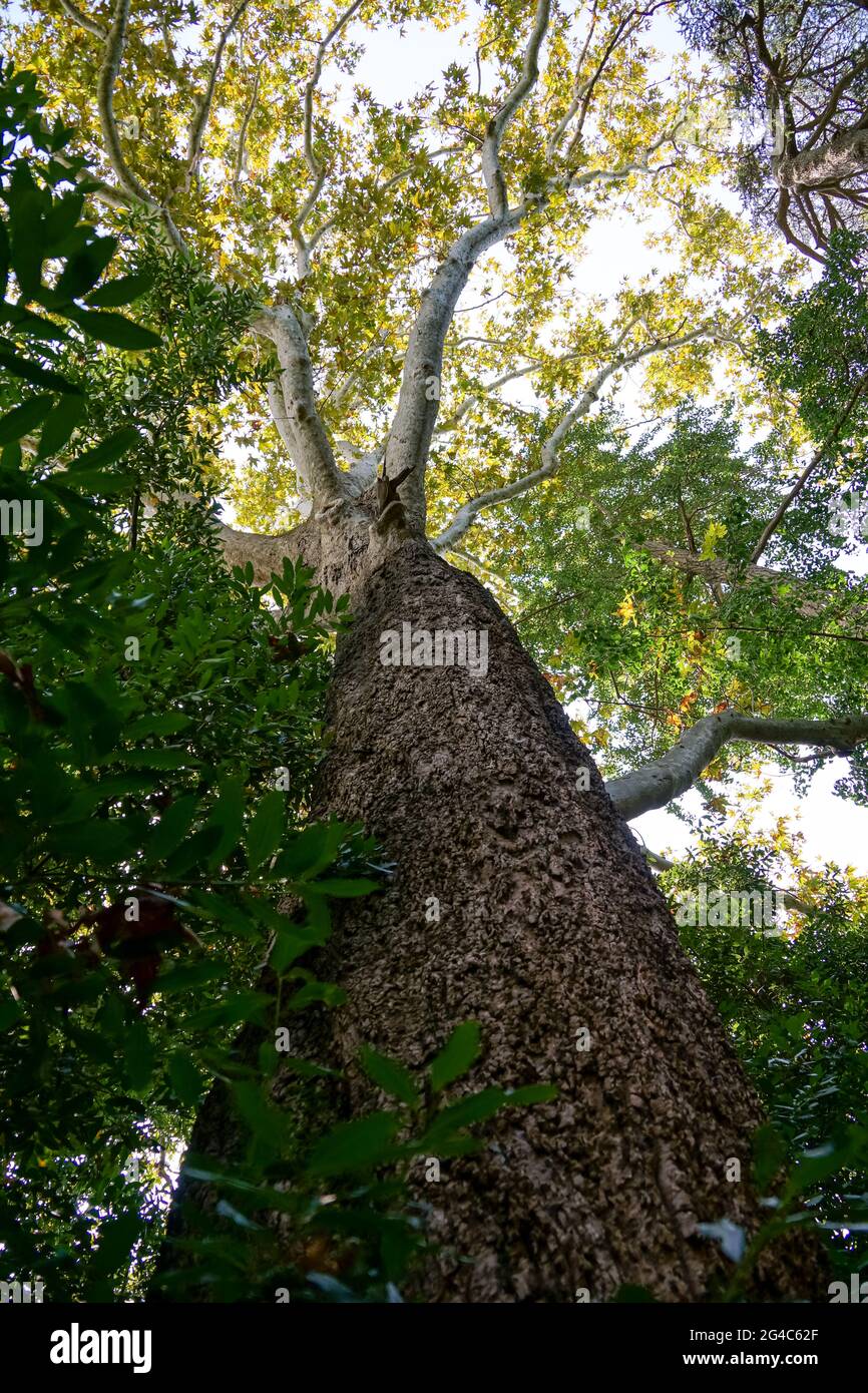 Huge old tree, big branches and green leaves Stock Photo - Alamy