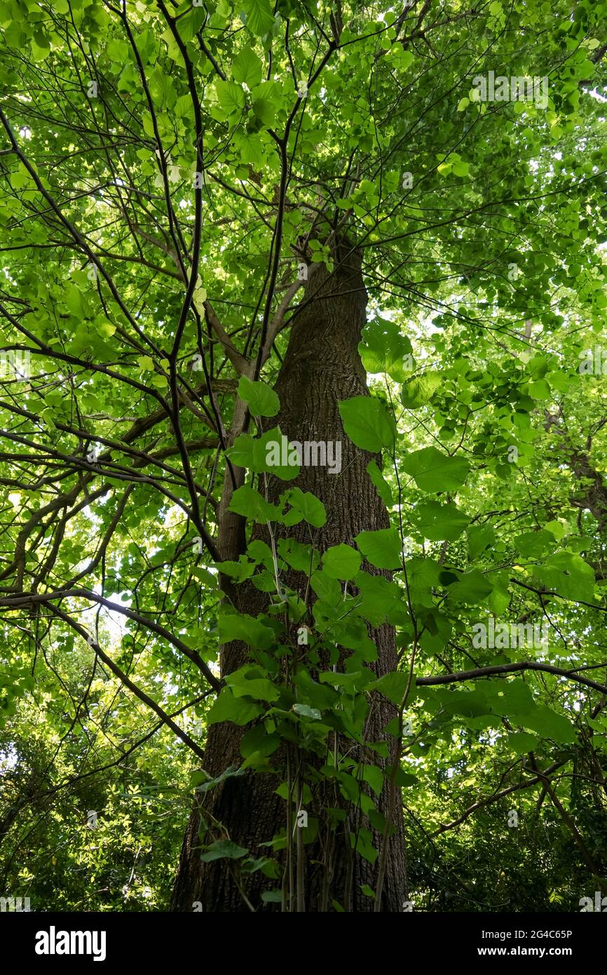 Old tree, green leaves and big branches. View from bottom to top Stock ...