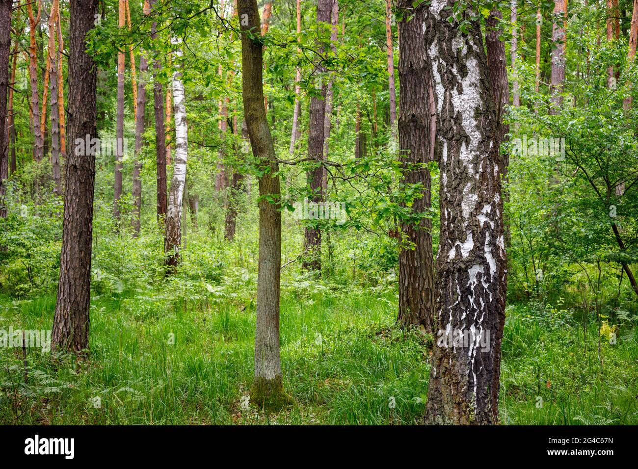 Forest landscape, Diverse natural tree stand Stock Photo - Alamy