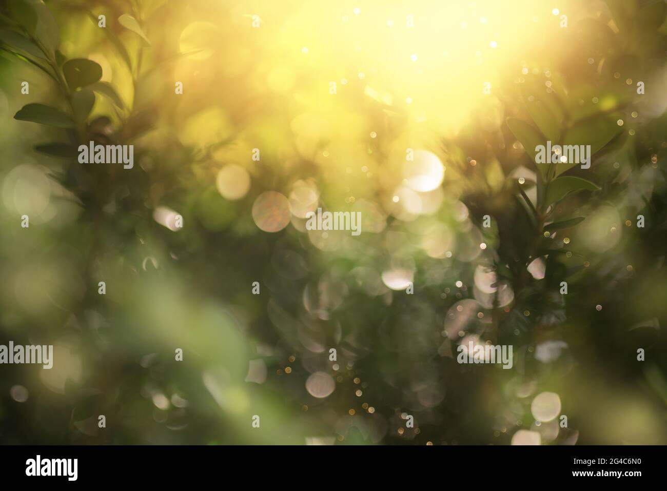 Defocused Bokeh, twinkling lights vivid color blurred bokeh leaf background Stock Photo - Alamy
