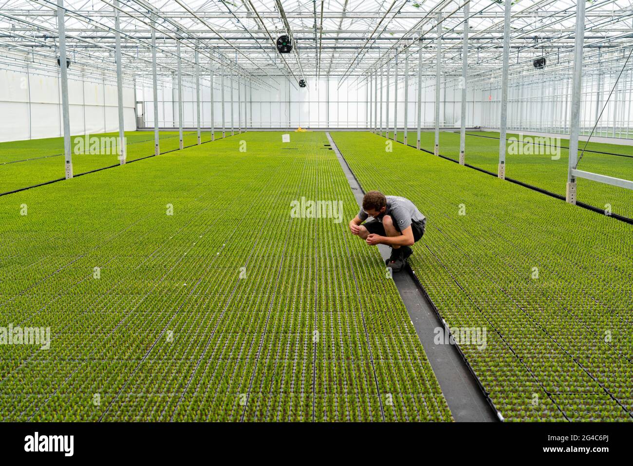 Horticultural nursery, cuttings, heather, broom heather plants,Calluna ...