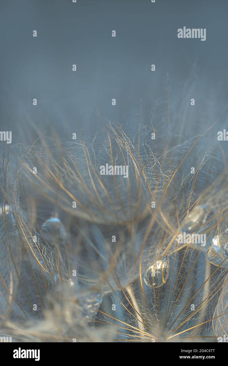 Abstract seed hi-res stock photography and images - Alamy
