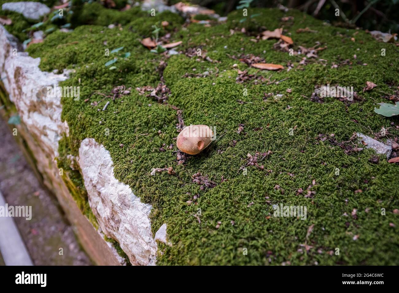 Mushroom surface texture hi-res stock photography and images - Alamy