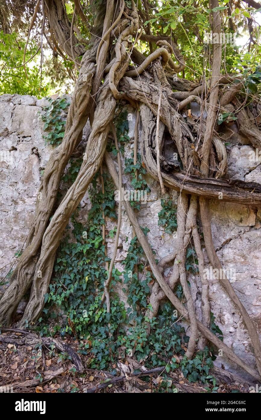 Old tree roots hanging on stony wall Stock Photo - Alamy