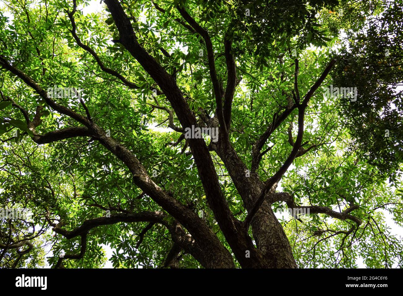 Huge old tree, big branches and green leaves Stock Photo - Alamy