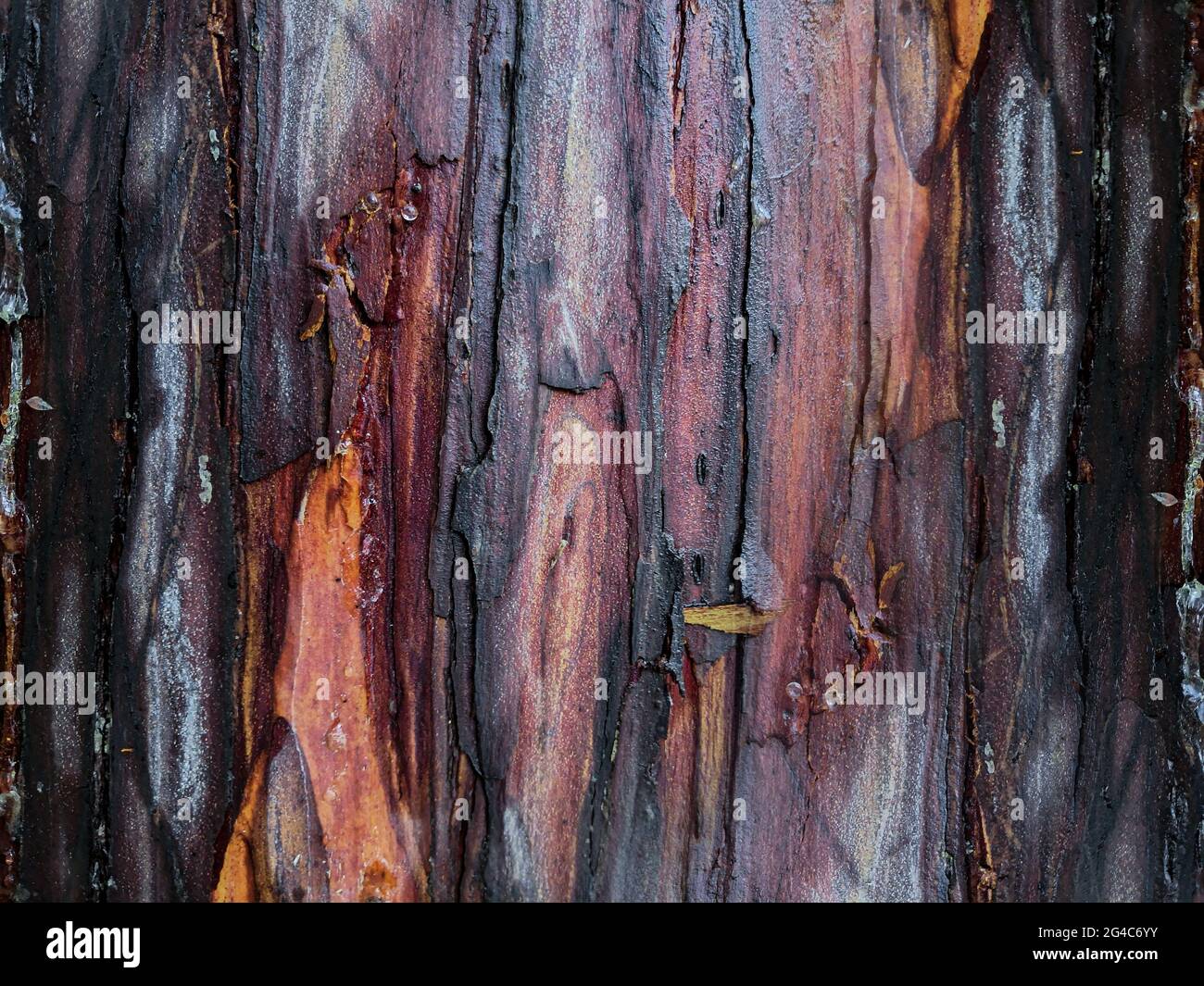 Colorful tree bark hi-res stock photography and images - Alamy