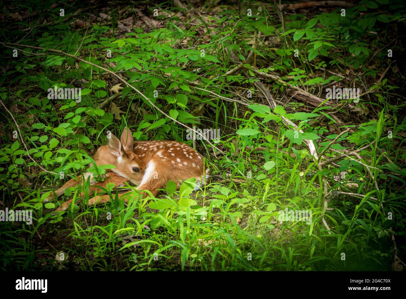 Baby white tailed fawn resting hi-res stock photography and images - Alamy