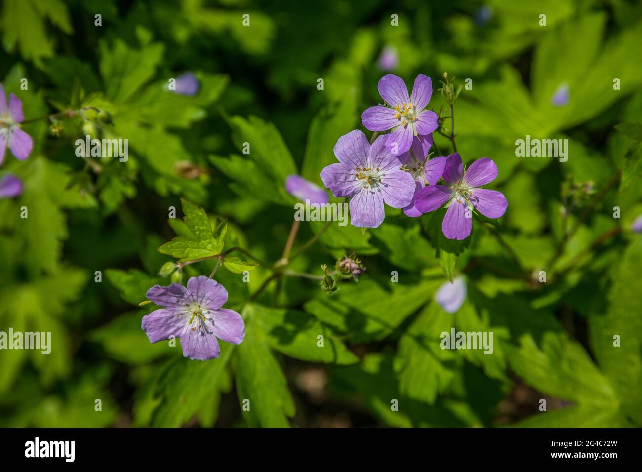 Wild geraniums covering the opened areas of the woodlands along the ...