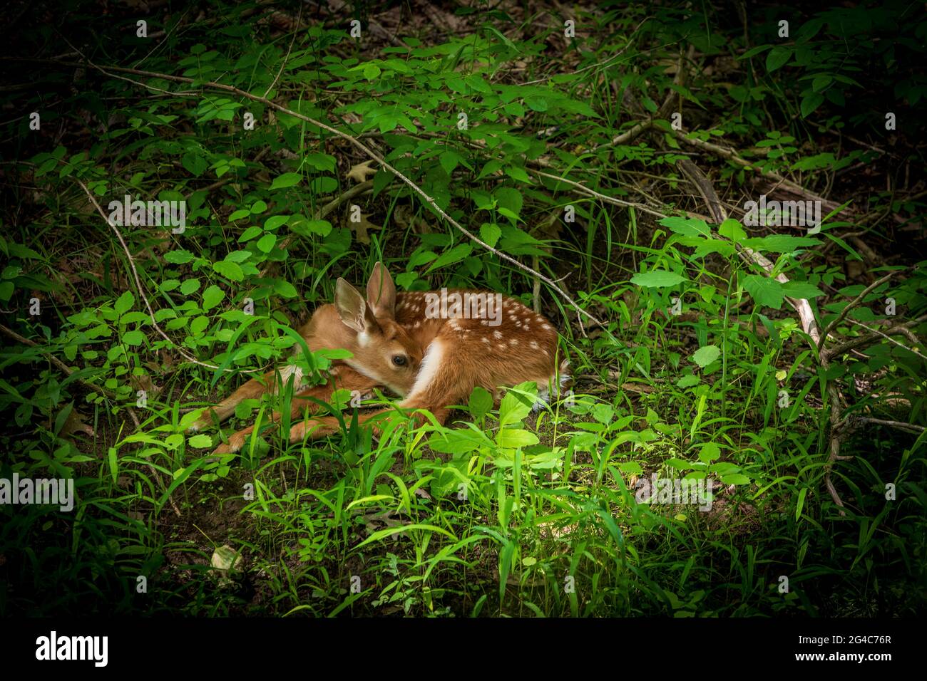 Small fawn curled up in the grass waiting for it's mother Stock Photo ...