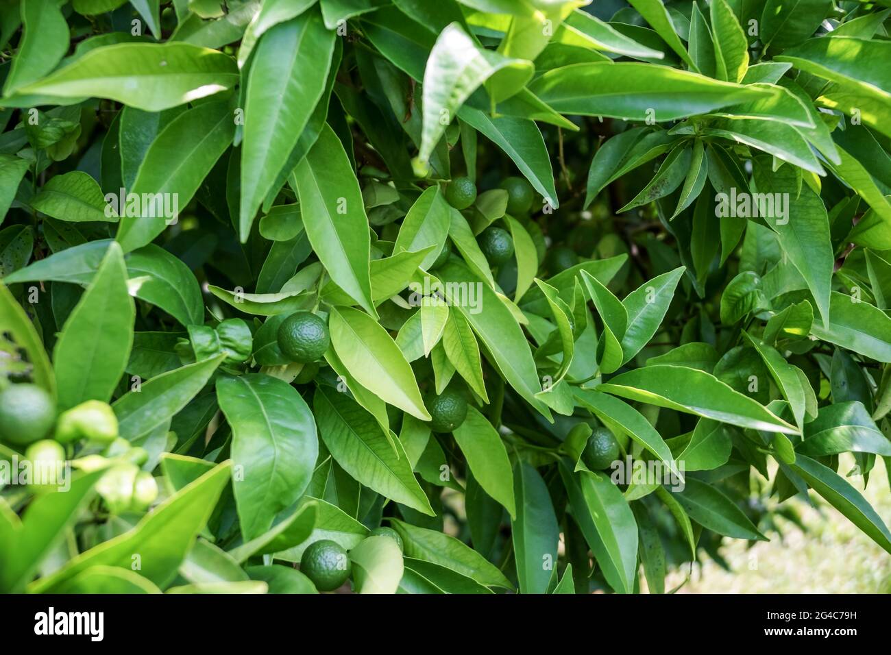Mandarin tree with green fruits Stock Photo - Alamy