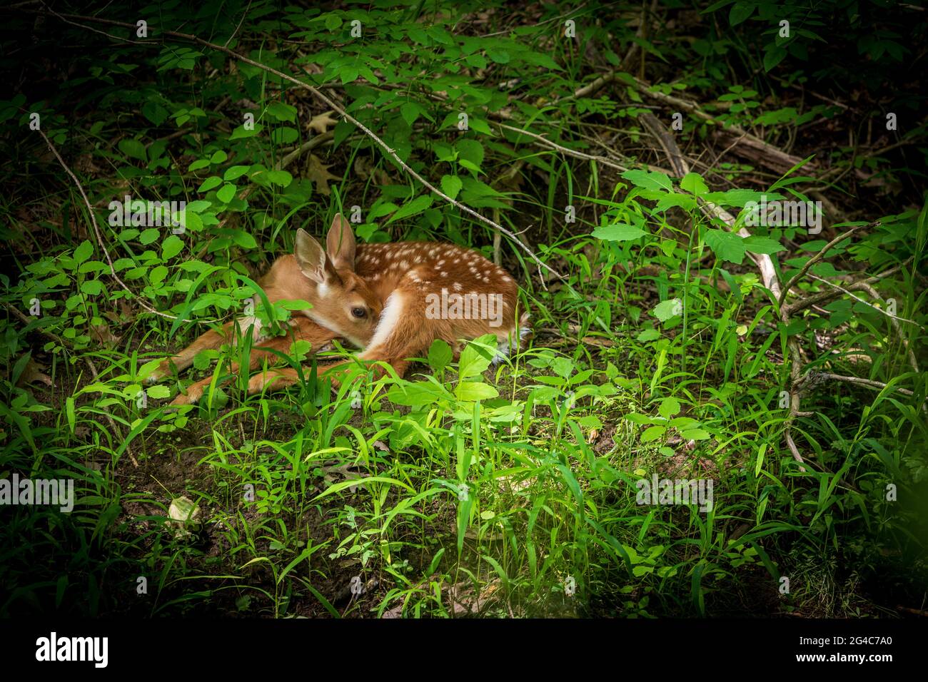 Small fawn curled up in the grass waiting for it's mother Stock Photo ...