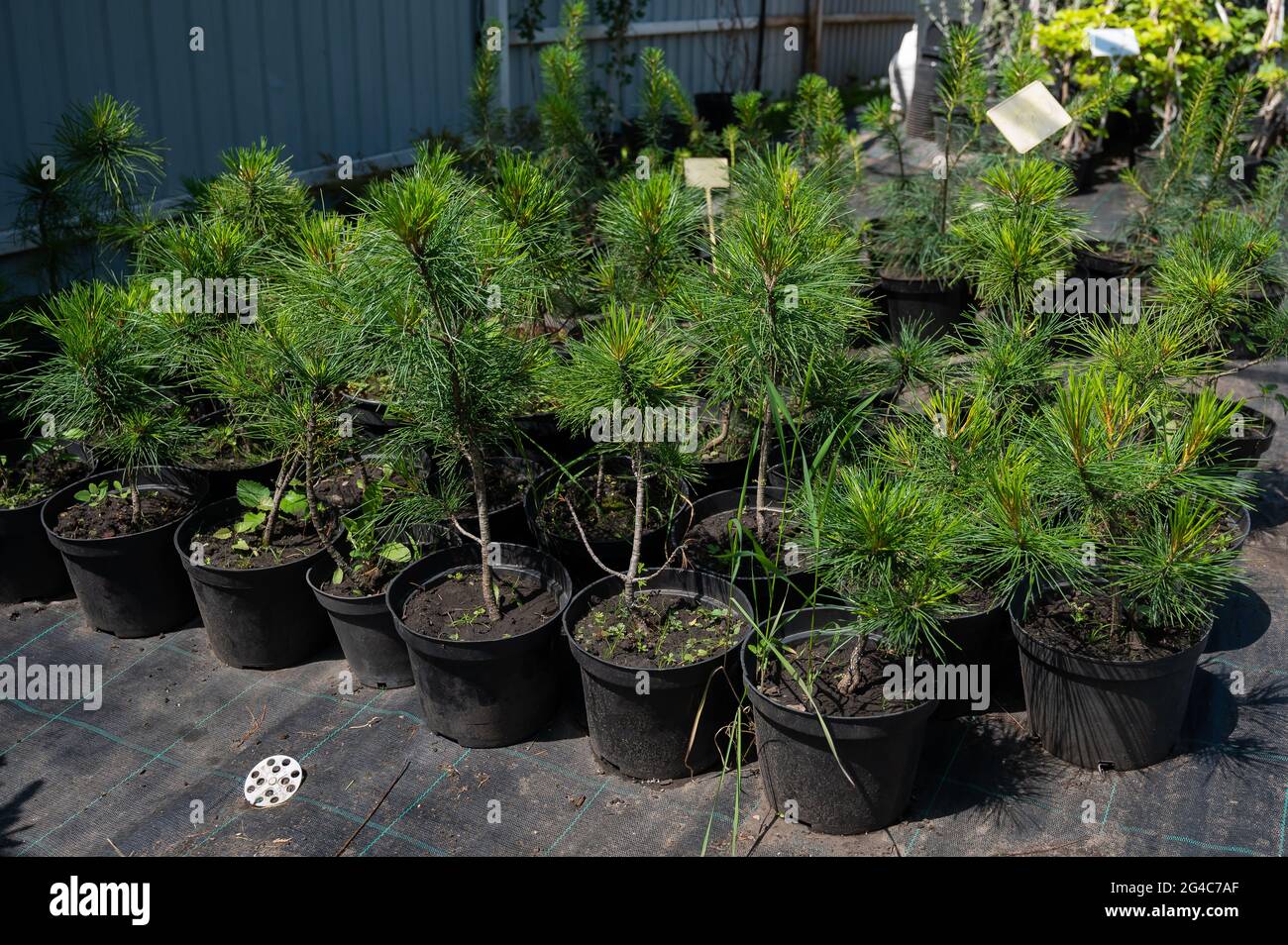 Small Trees In Pots High Resolution Stock Photography and Images - Alamy