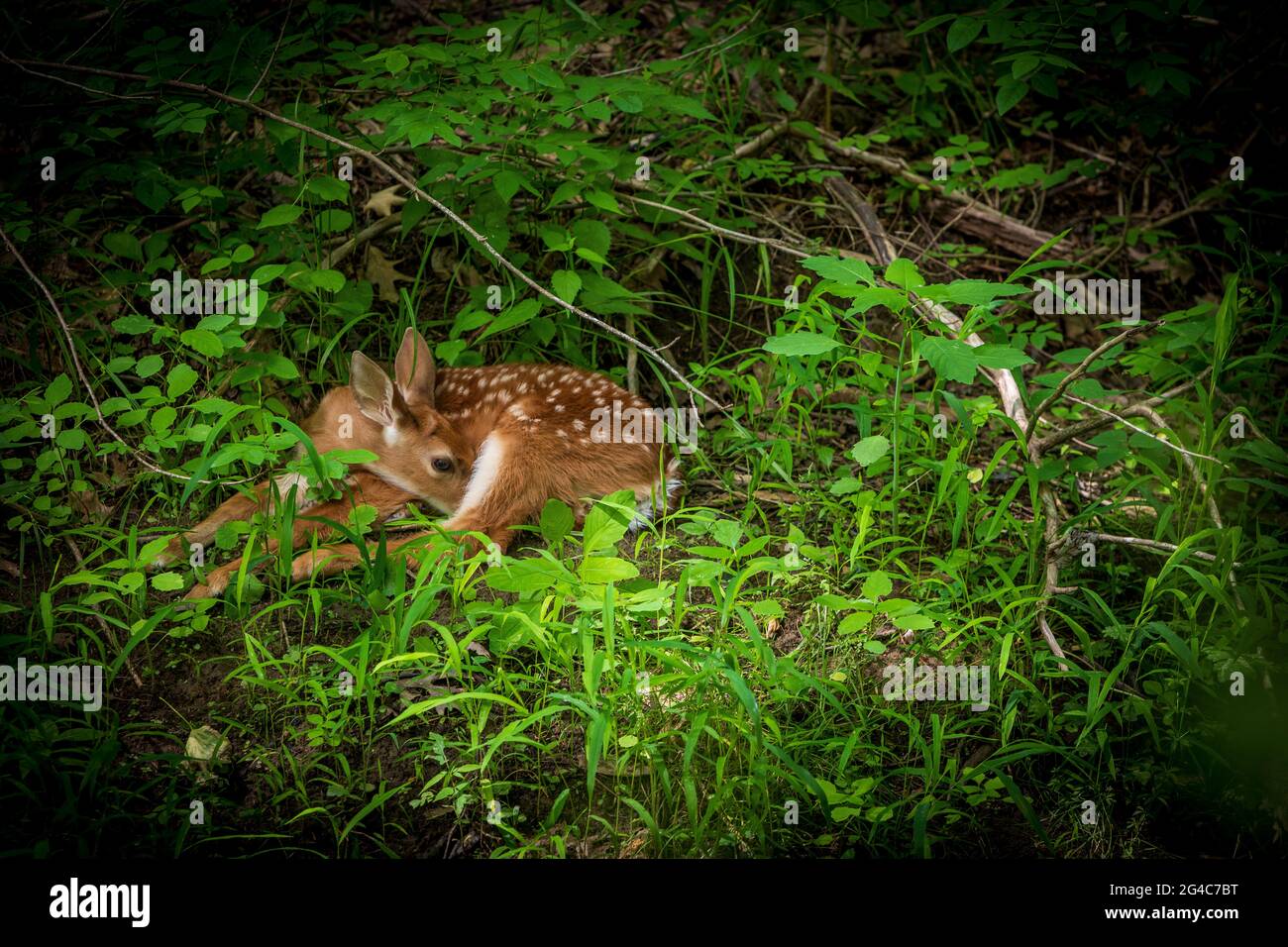 Small fawn curled up in the grass waiting for it's mother Stock Photo ...
