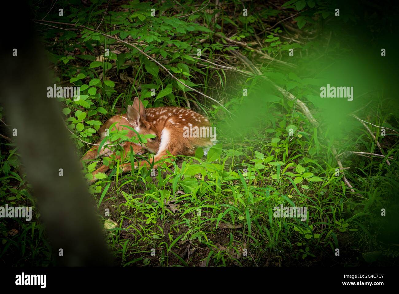 Small fawn curled up in the grass waiting for it's mother Stock Photo ...