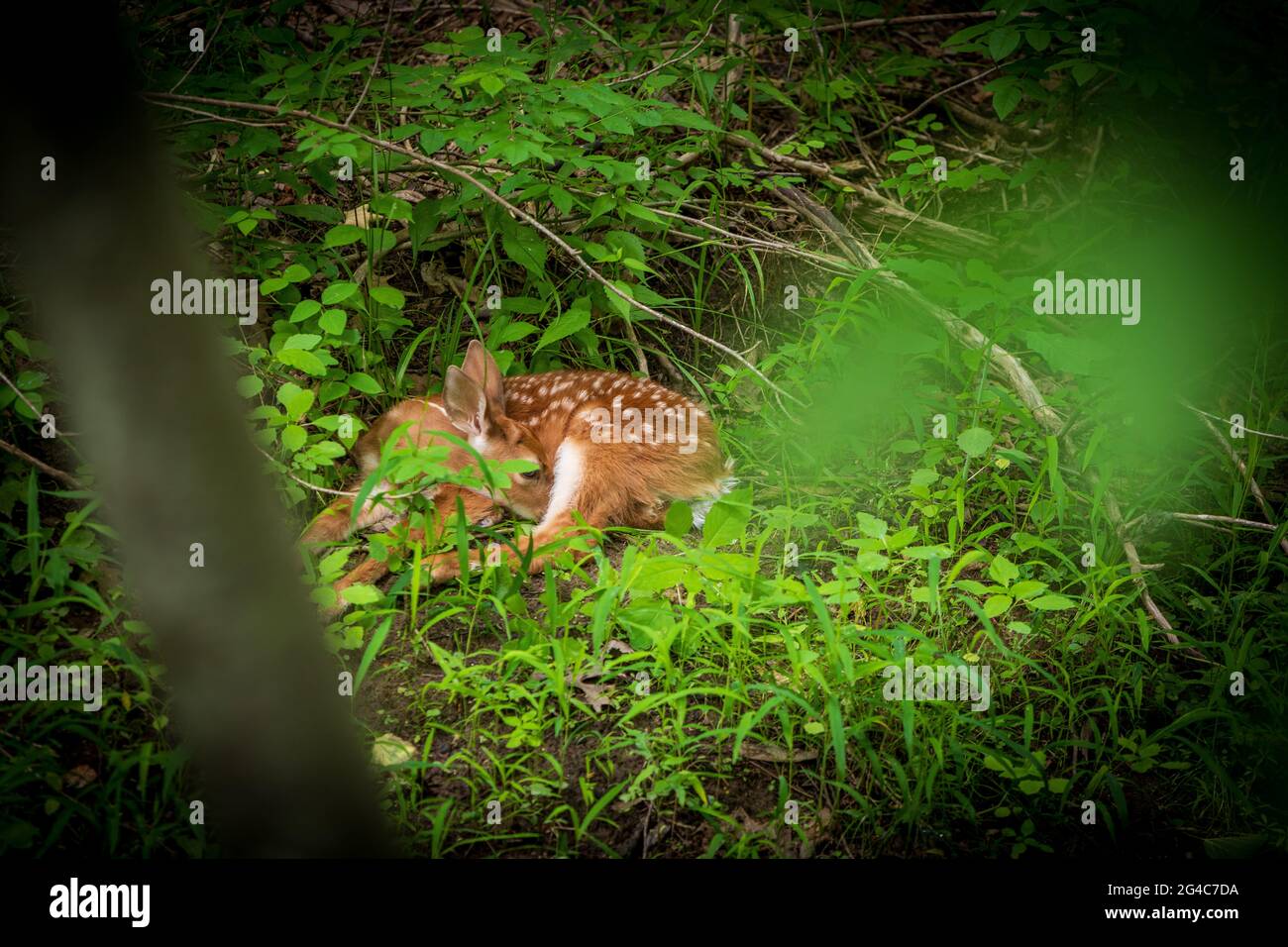 Small fawn curled up in the grass waiting for it's mother Stock Photo ...