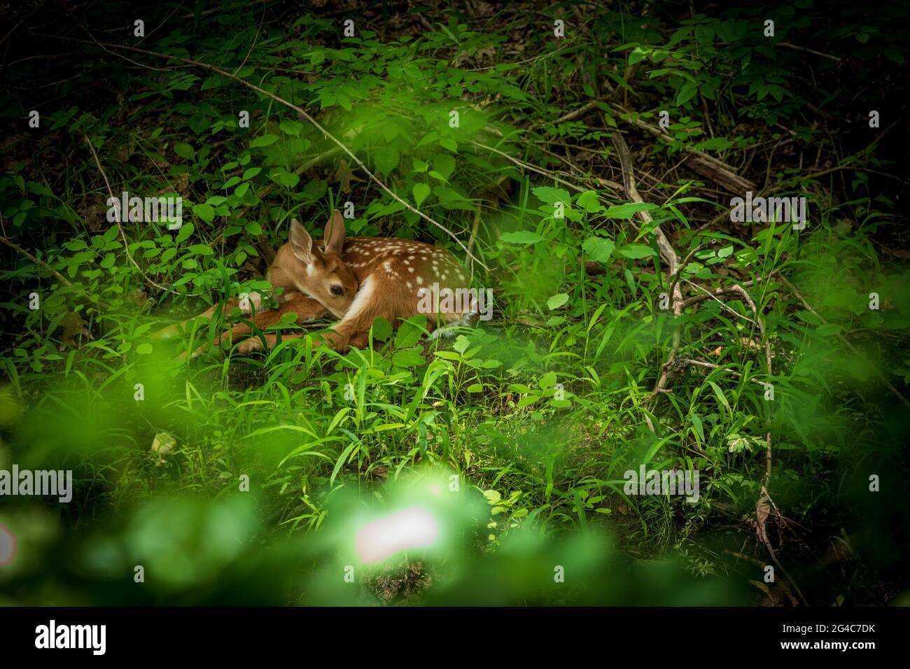 Small fawn curled up in the grass waiting for it's mother Stock Photo ...