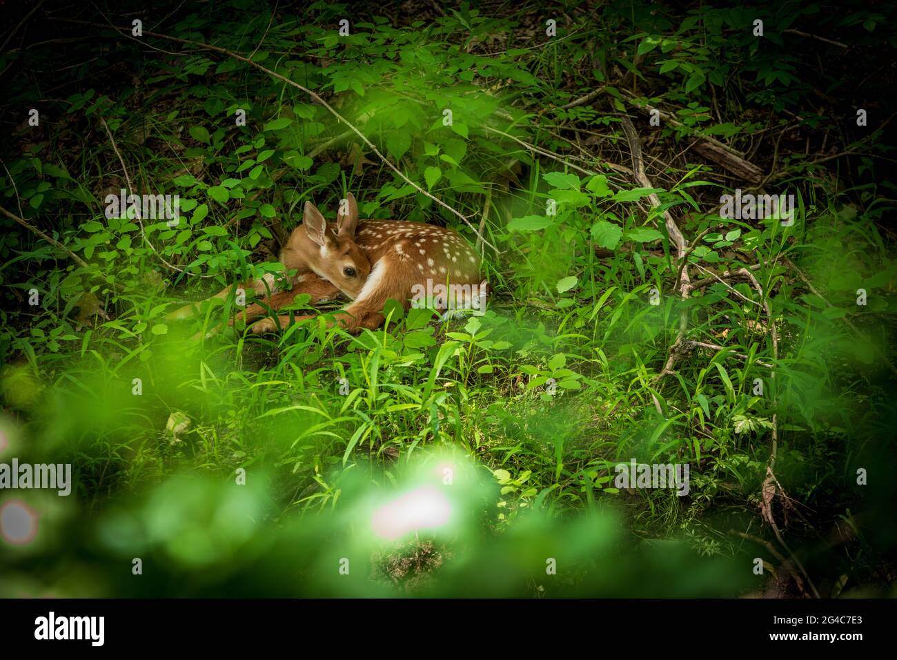 One small baby fawn hi-res stock photography and images - Alamy