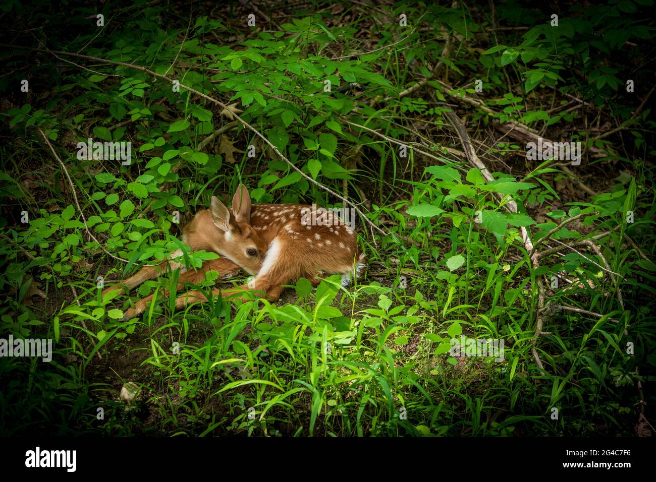 Curled up in the grass hi-res stock photography and images - Alamy