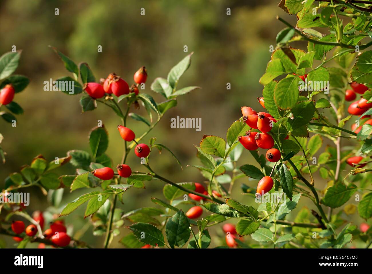 Rose hip bush hi-res stock photography and images - Alamy