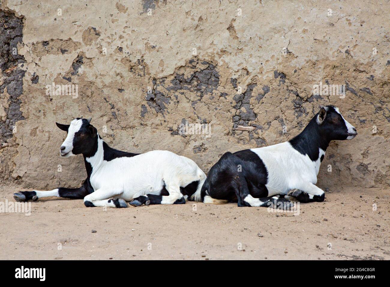 Black and white goats sitting, Uganda Stock Photo - Alamy